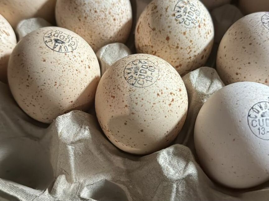 Индейка Канада инкубационное яйцо