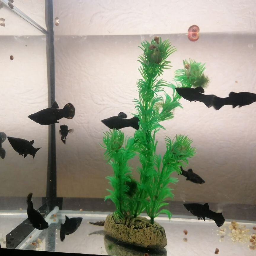 Аквариумные рыбки