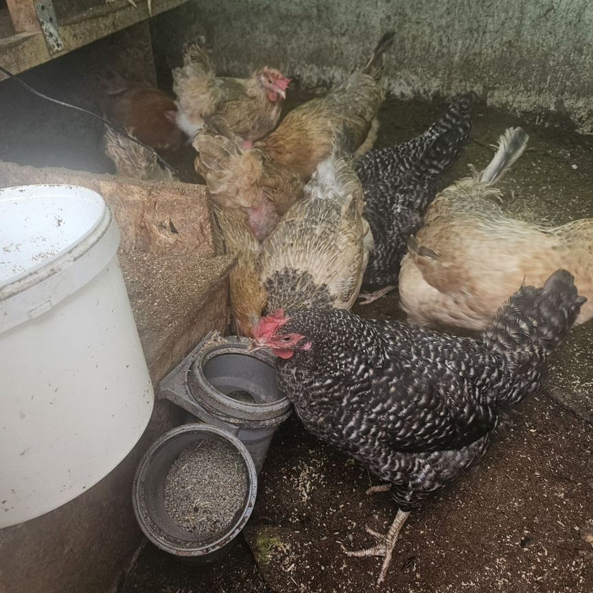 Курицы. Бронь до 09.11.25 до вечера