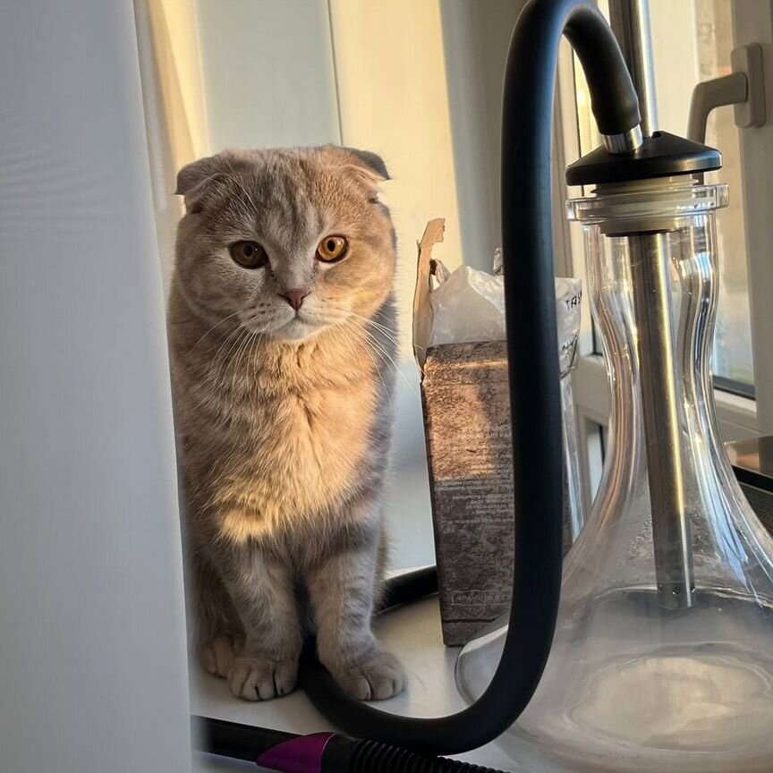 Шотландская вислоухая кошка