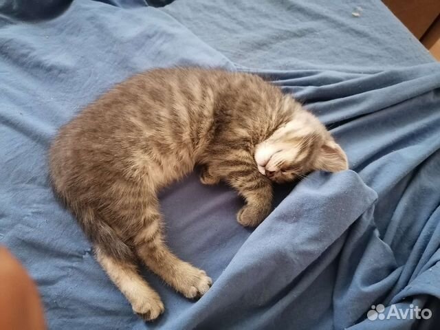 Котенок в дар