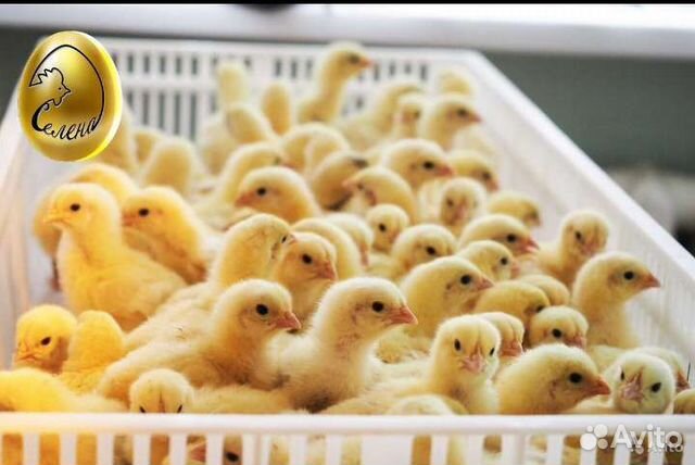 Цыплята бройлера Кобб 500 на 5 сентября
