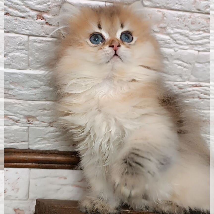 Британский длинношёрстный котёнок