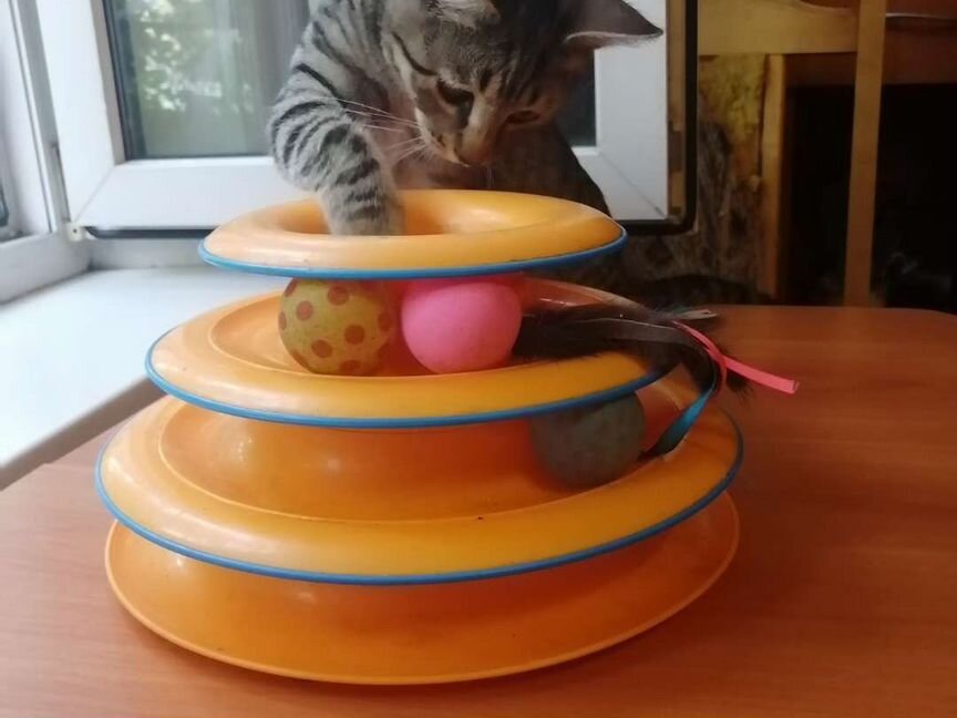 Кошка в квартиру
