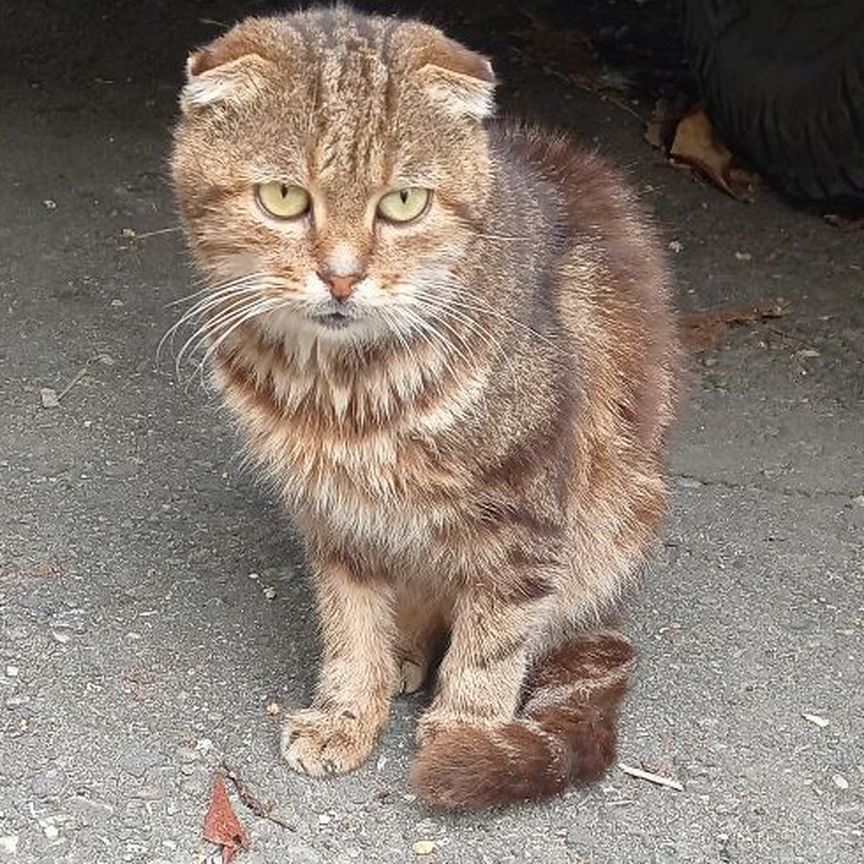 Шотландский вислоухий короткошёрстный кот, взрослый