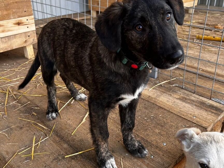 Собака в добрые руки