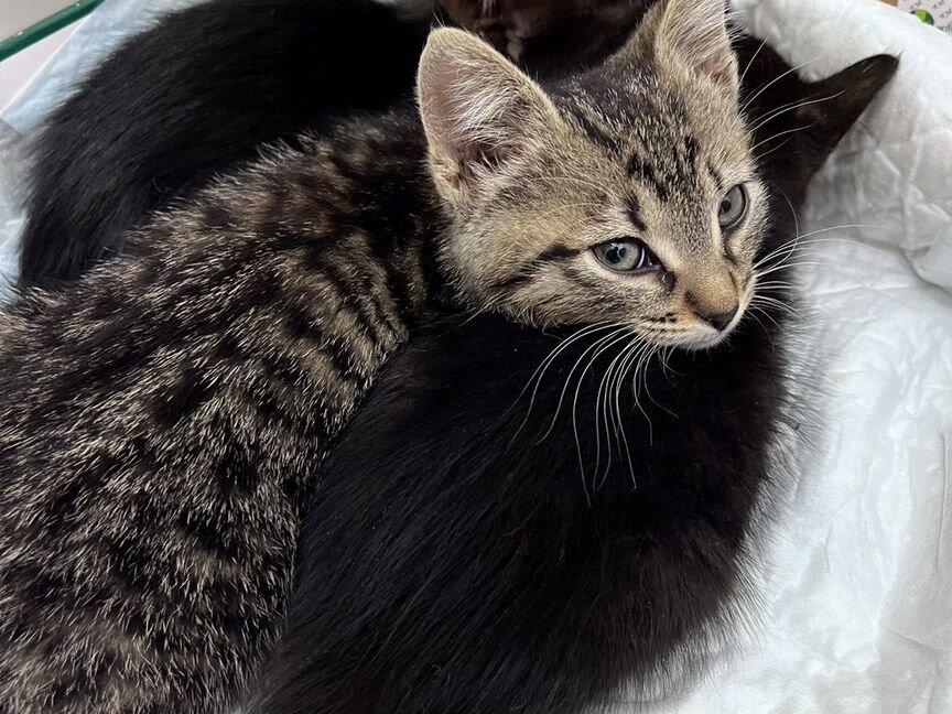 Котята