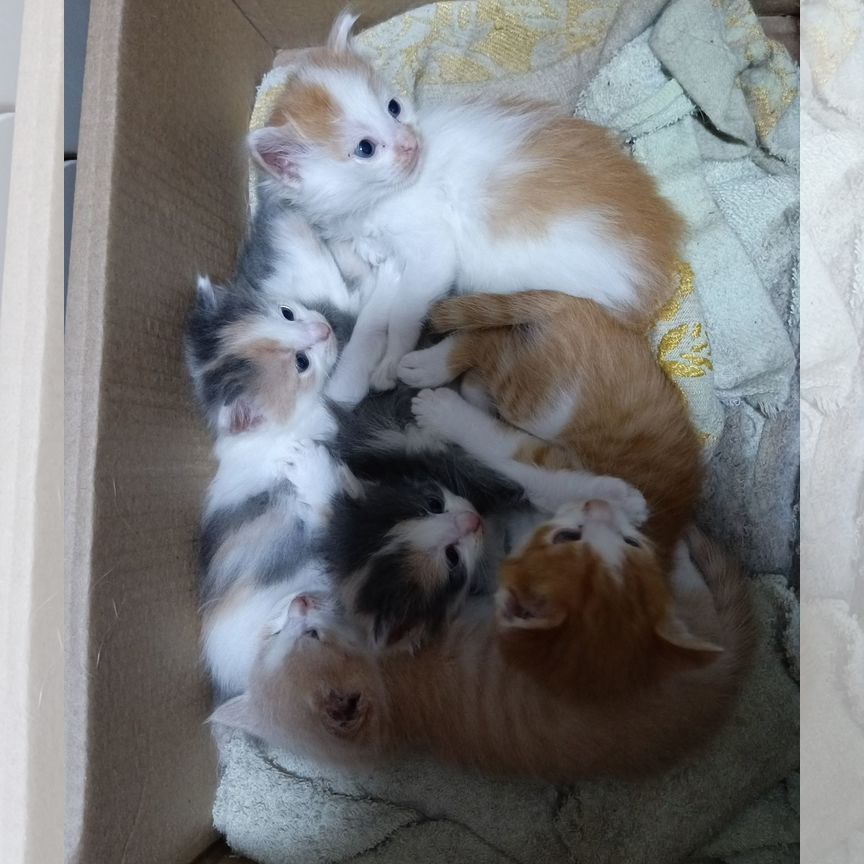 Отдам трёхцветных котят