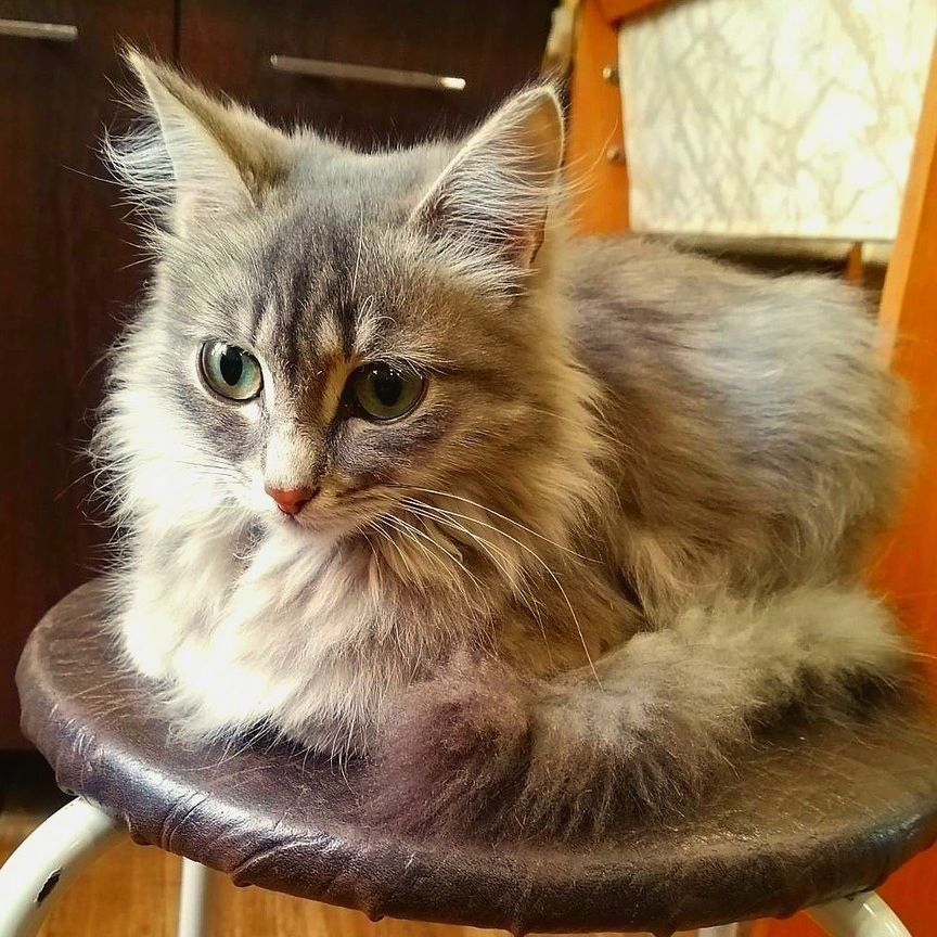 Сибирский котенок