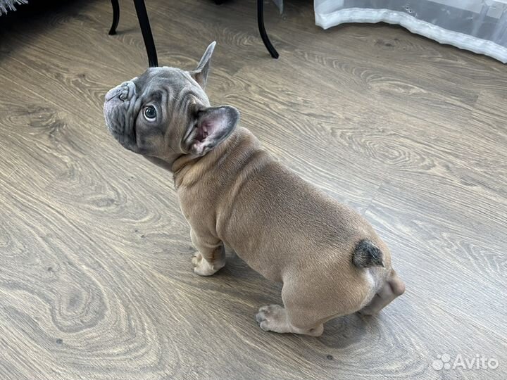 Редкого окраса француженка