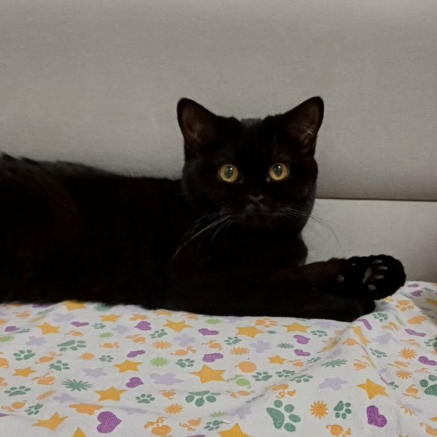 Шотландская вислоухая короткошёрстная кошка, взрослая