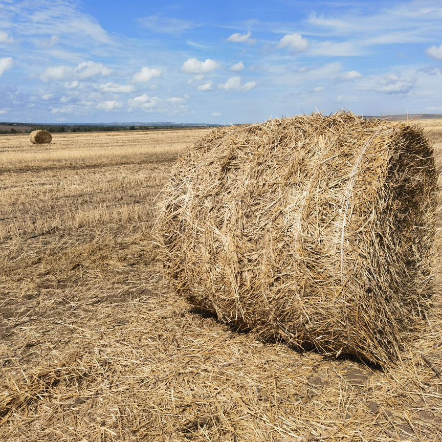 Рулоны соломы пшеницы