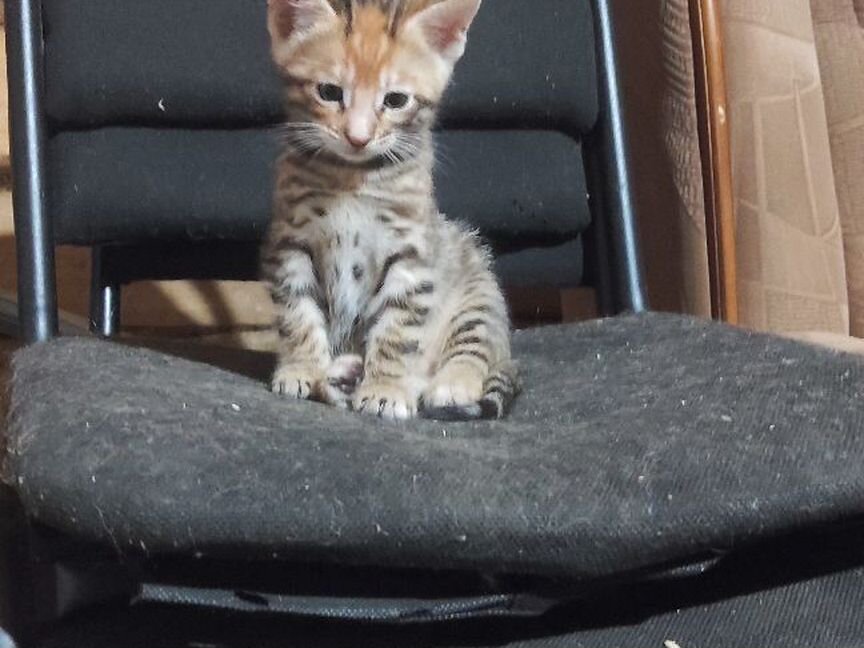 Бенгальские котята