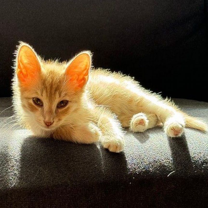 Рыжий котенок в добрые руки