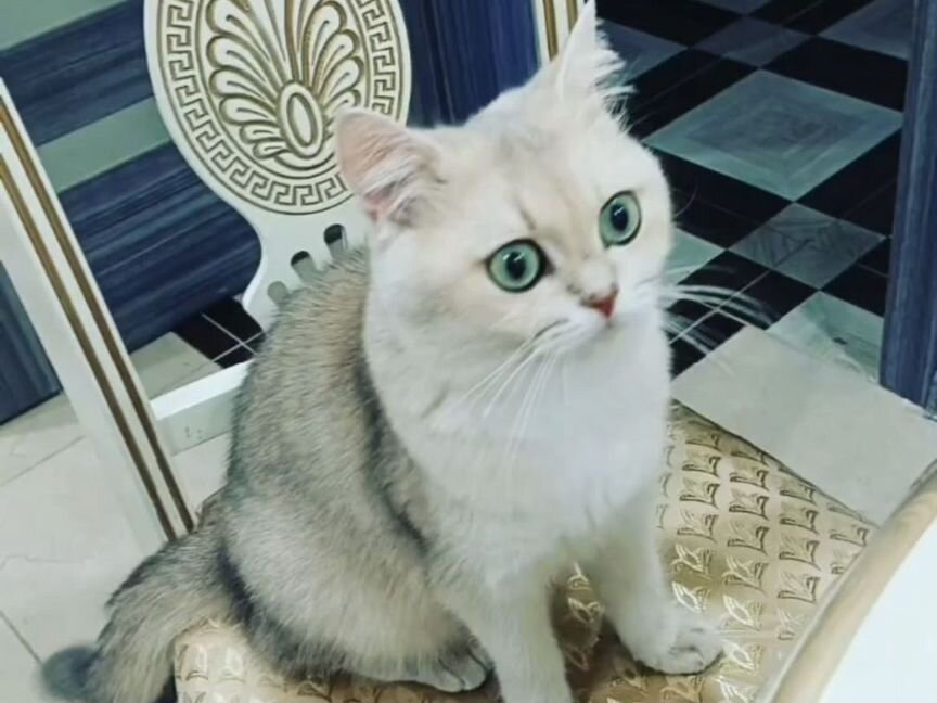 Породистые большие кошки