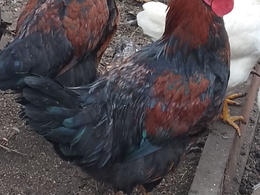 Куры петухи