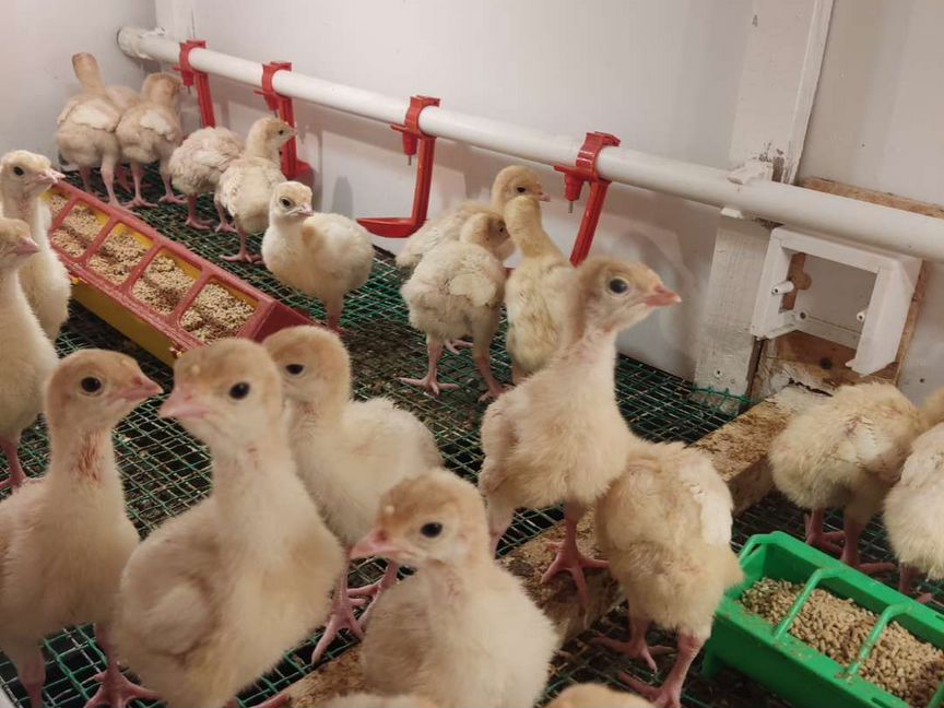 Продам индюшат Хайбрид Конвектор вывод 01.05