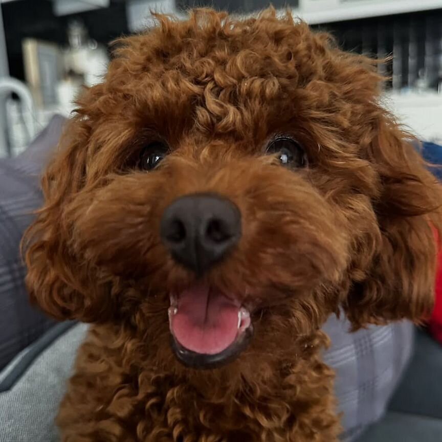 Той-пудель, щенок