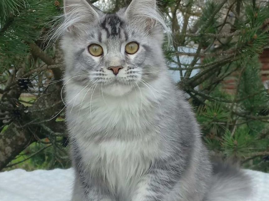 Кошечка серебро тикинг