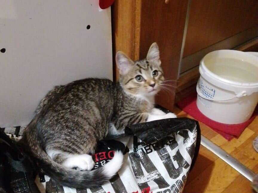 Котенок в добрые руки