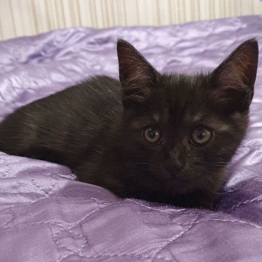Котенок 4 месяца
