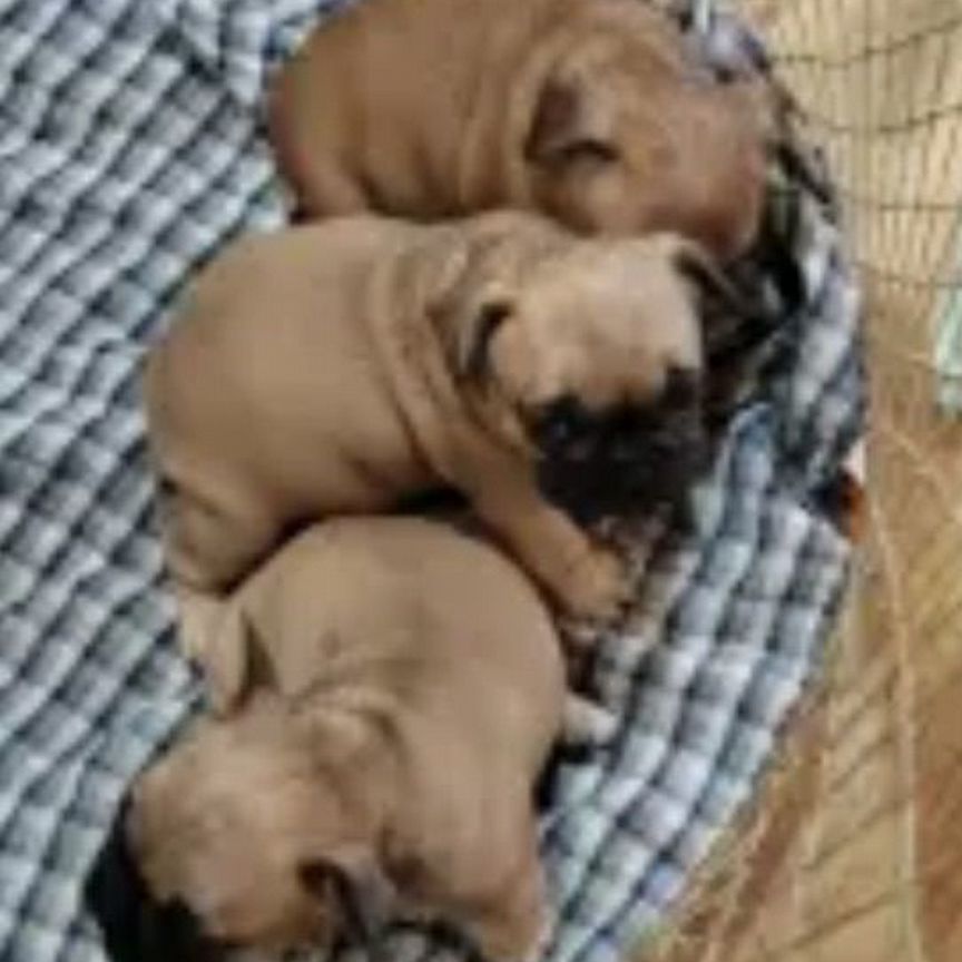 Французский бульдог