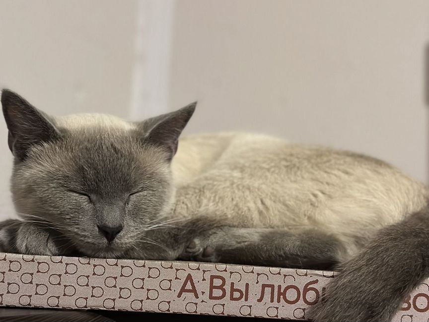 Тайский котенок бесплатно