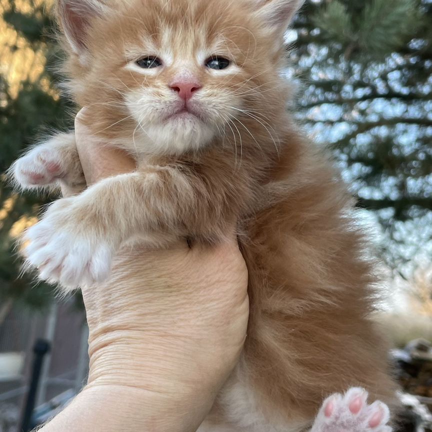 Мейн-кун котёнок