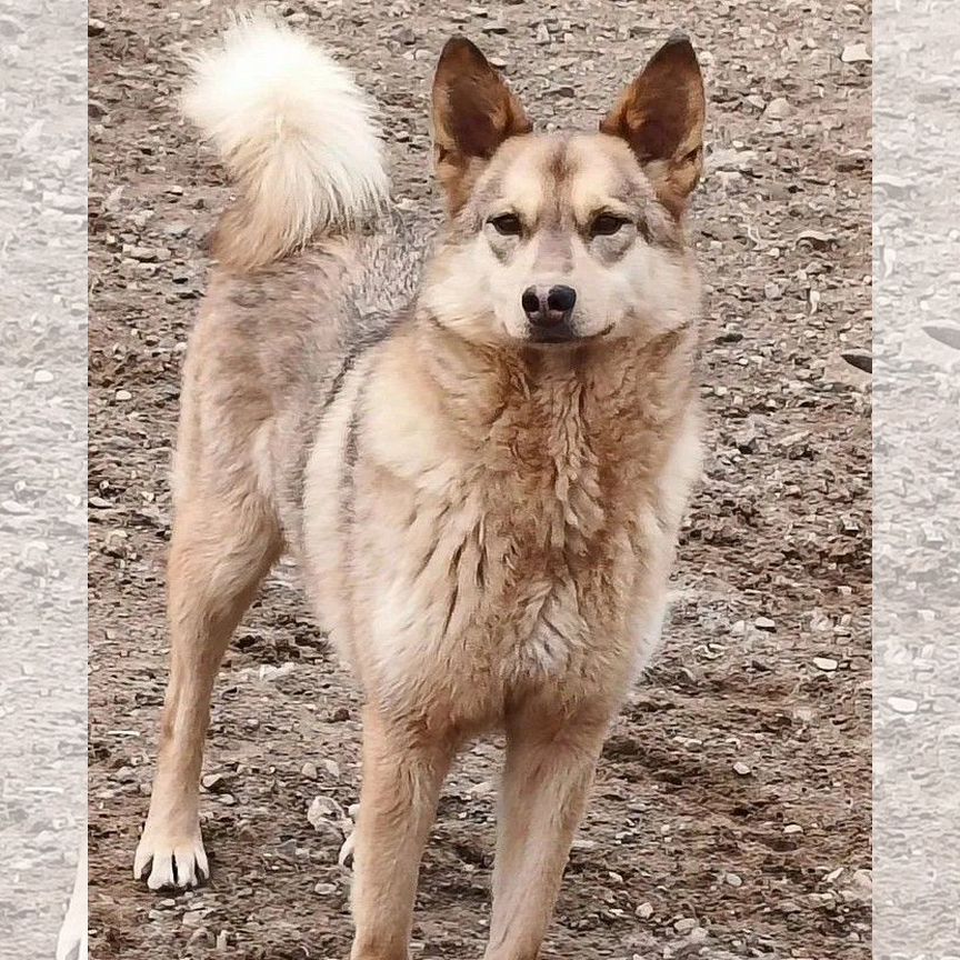 Взрослая собака в добрые руки