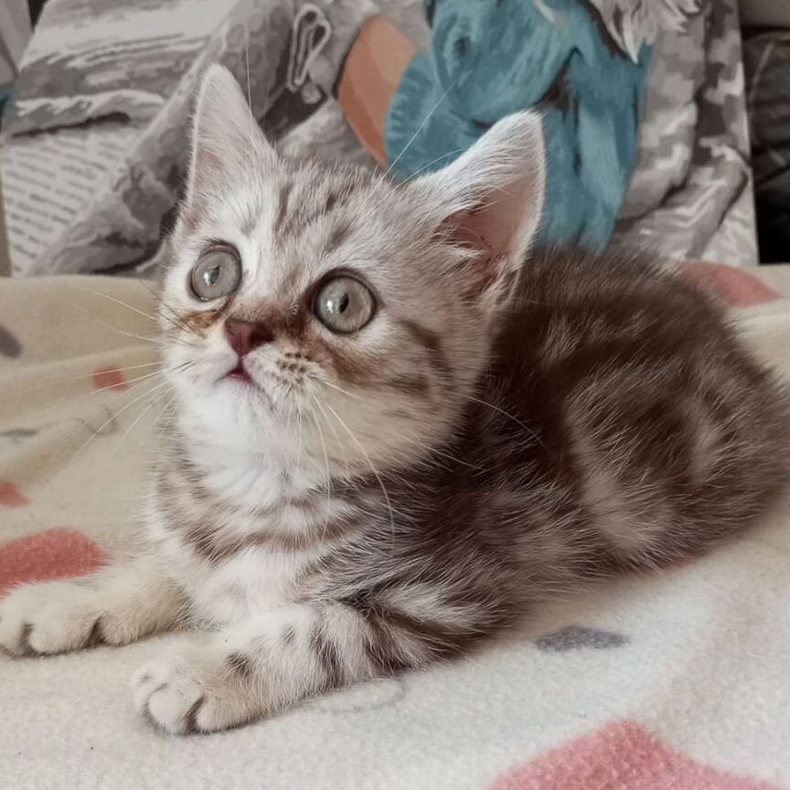 Шотландские котята
