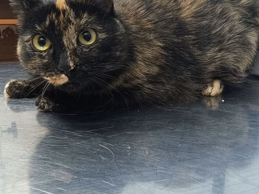 Кошечки -черепашки