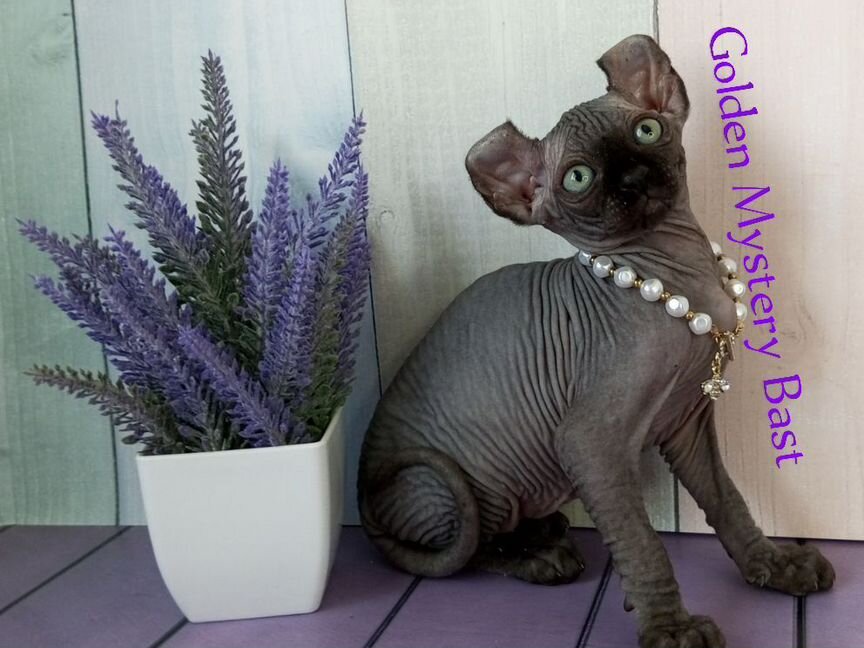 Сфинкс Эльф