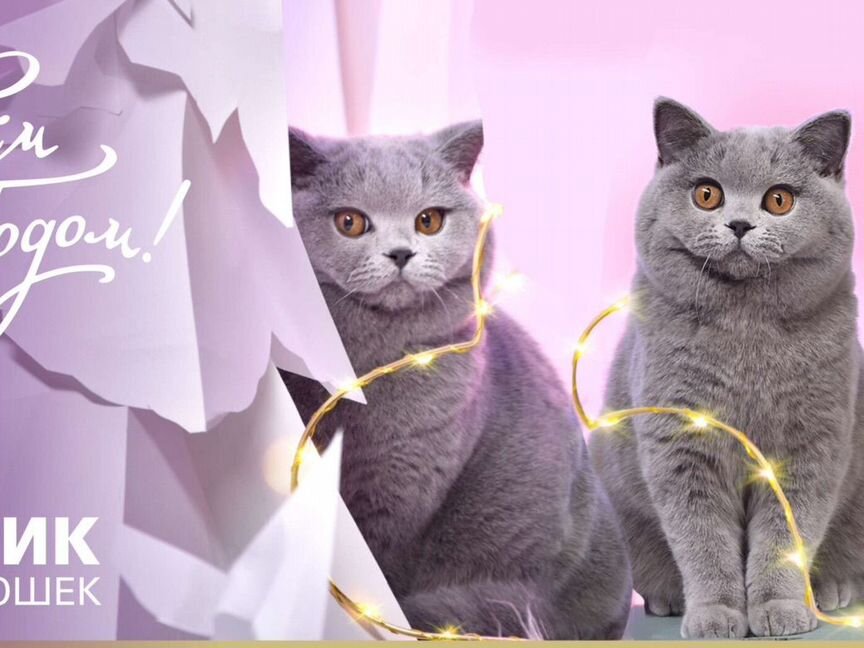 Британские котята