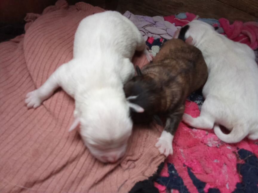 Щенки бесплатно