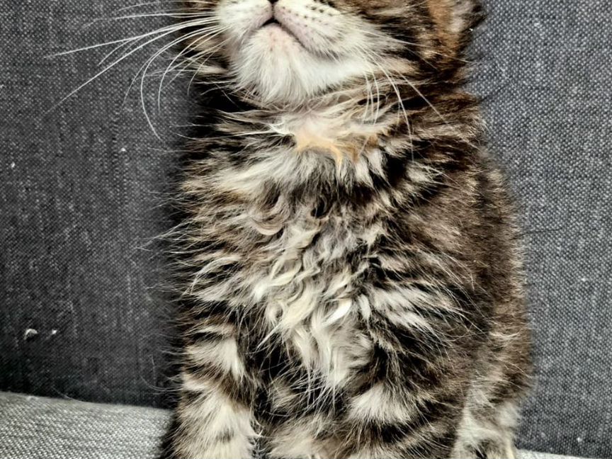 Котята мейн-кун
