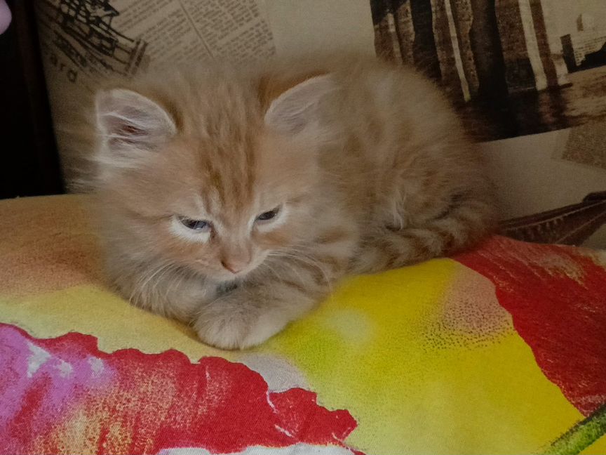 Отдается котенок мальчик в ответственные руки