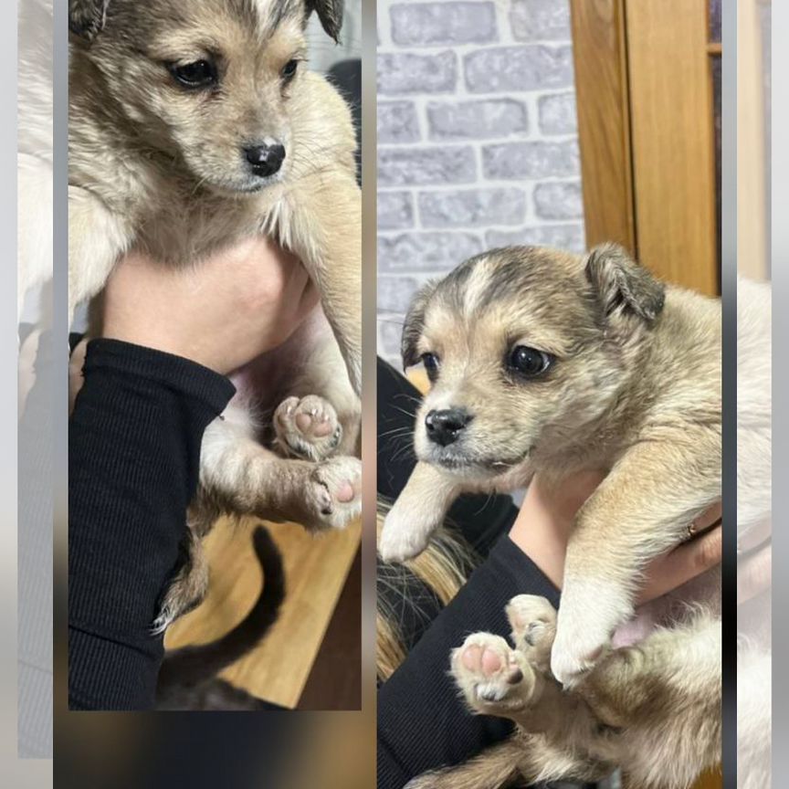 Щенок в добрые руки