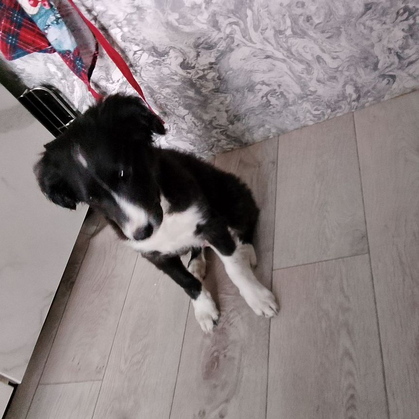 Русский охотничий спаниель, щенок