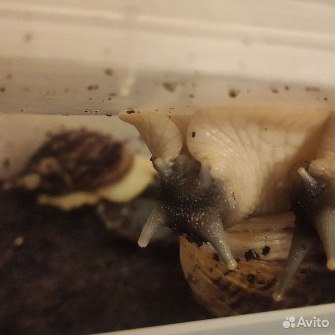 Улитки ахатины большие отдам попарно