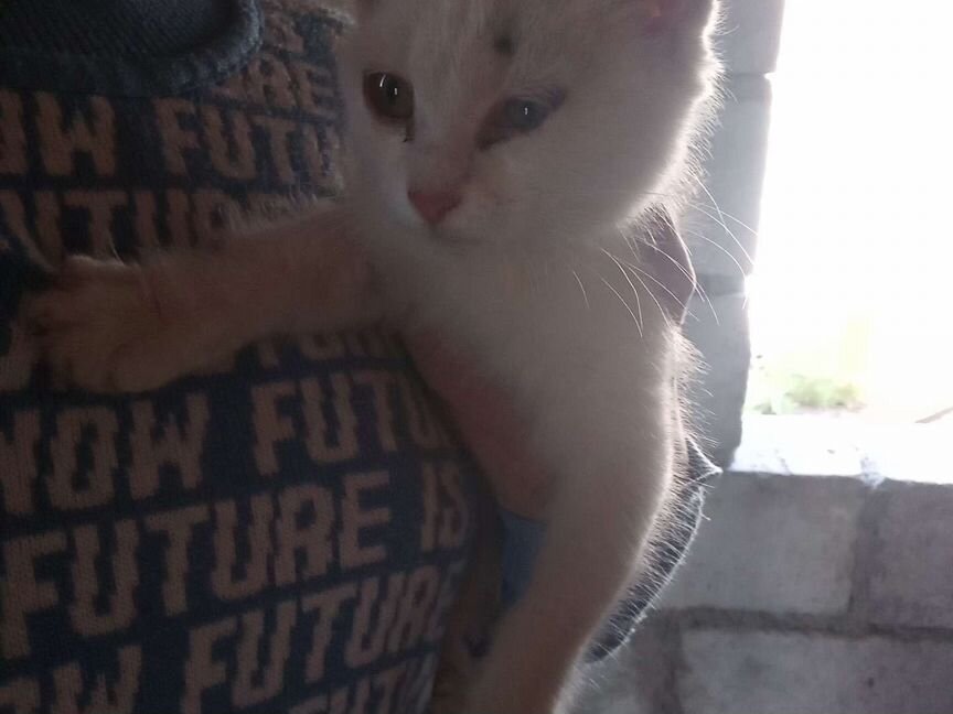 Котёнок Дворняшка