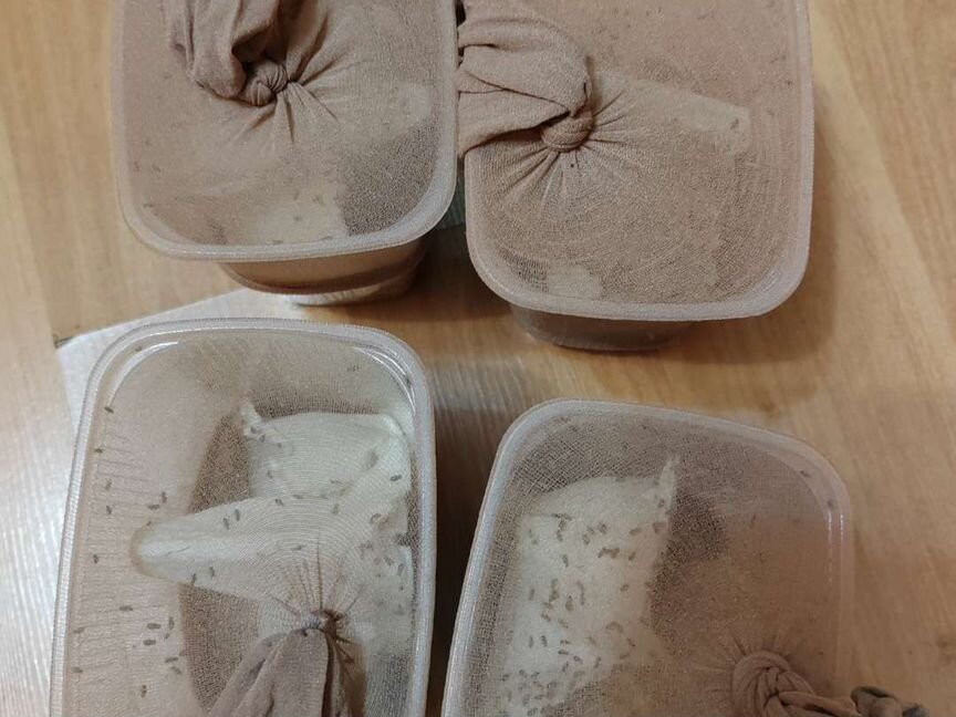 Кормовые мухи