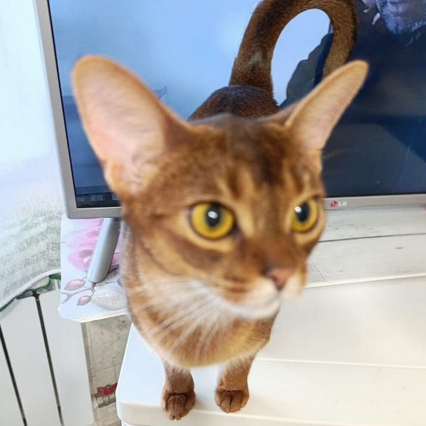 Абиссинская кошка, взрослая