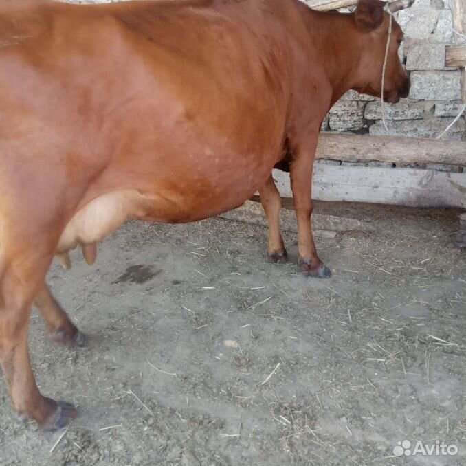 2 коровы дойные