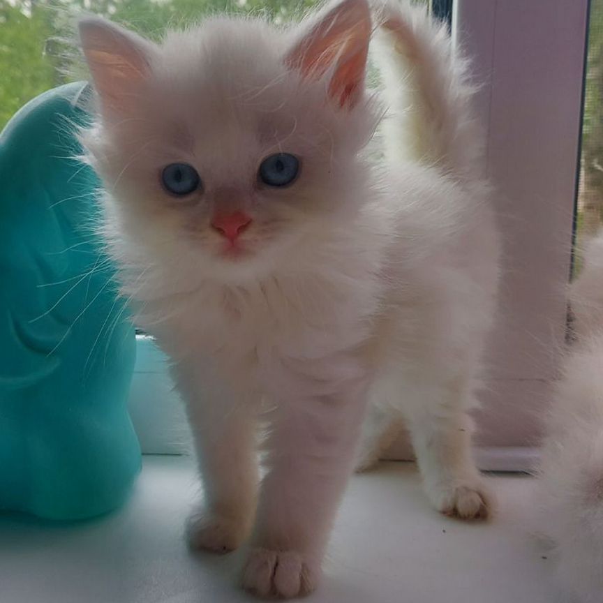 Котёнок от частного владельца