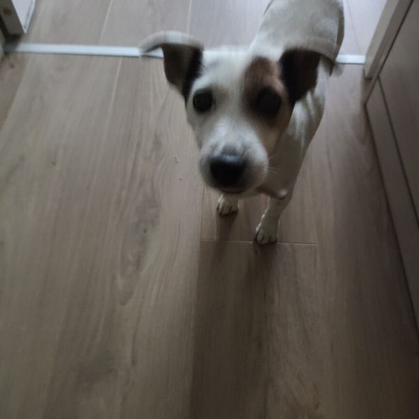 Джек рассел терьер