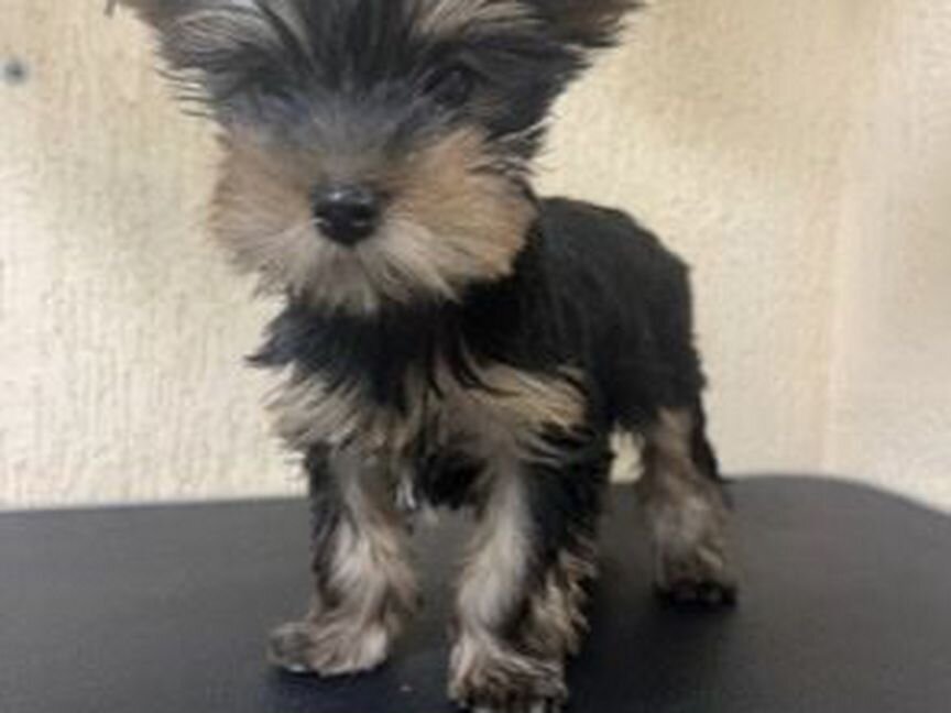 Йоркширский терьер щенки