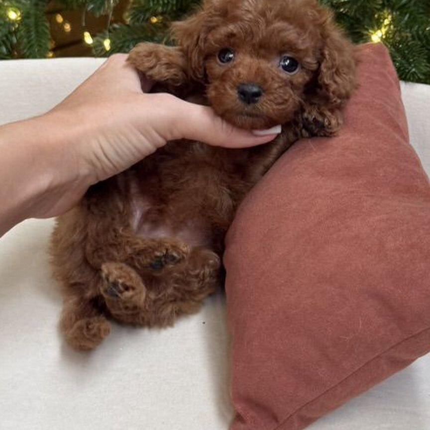 Той-пудель, щенок