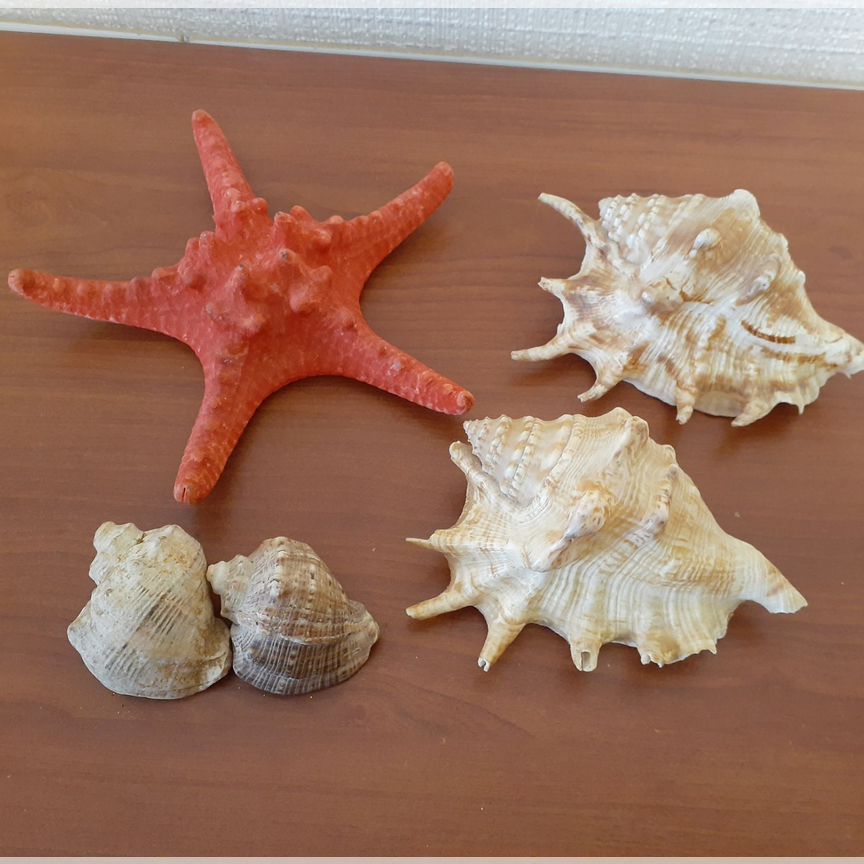 Ракушки и морская звезда