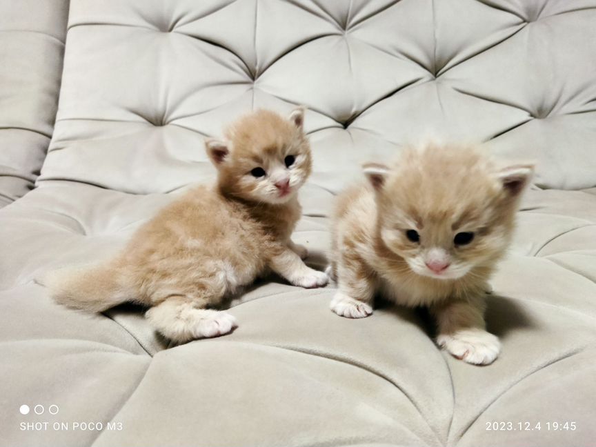 Котята мейн-кун