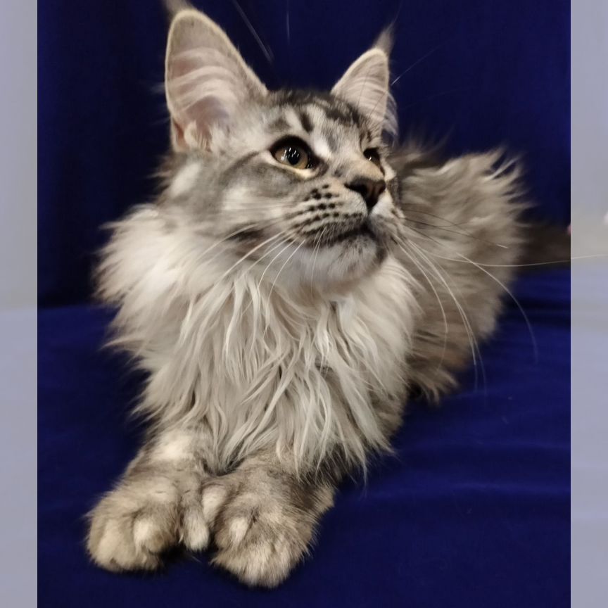 Мейн-кун котёнок